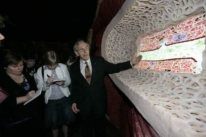 Corpus Museum in Netherland – A Voyage Through The Human Body | Amusing ...